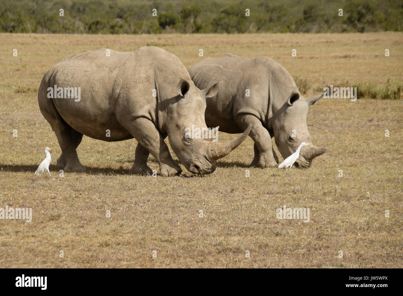 White rhinos grazing, cattle egrets following for insects, Ol Pejeta ...