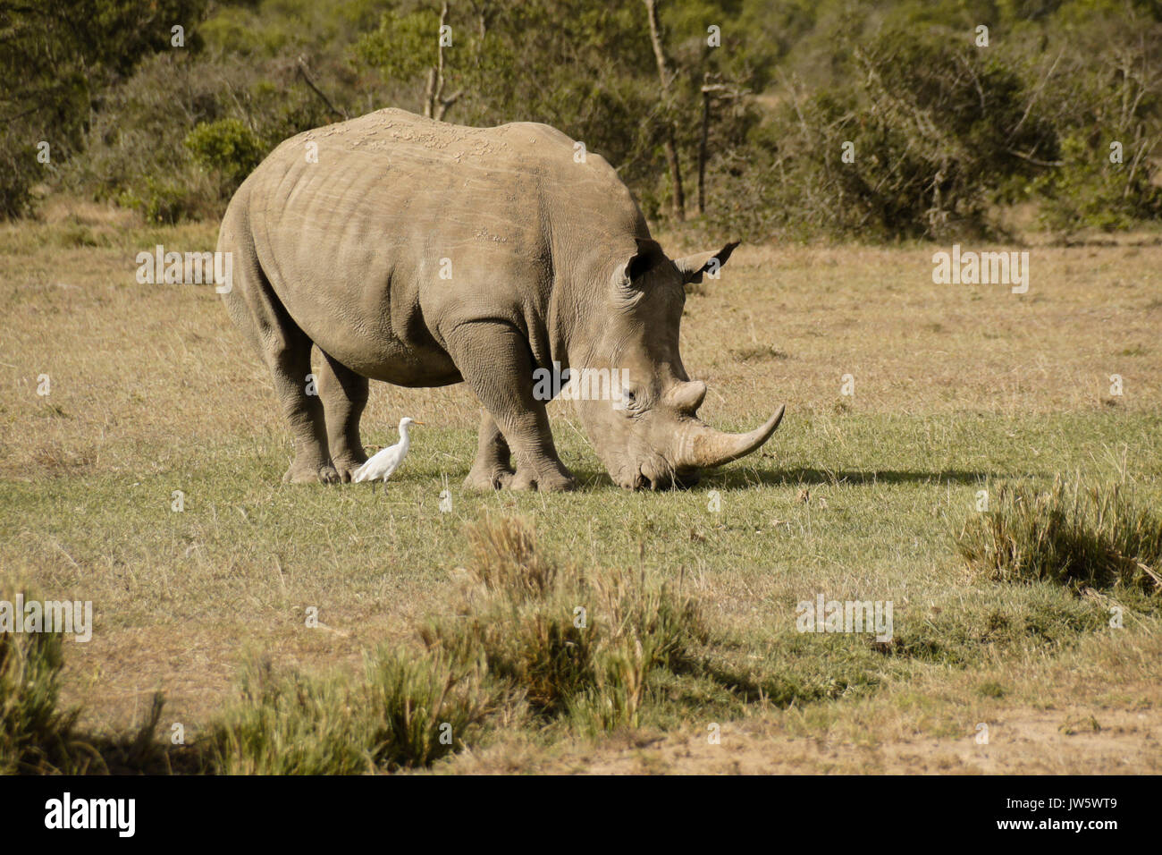 Grazing cattle hi-res stock photography and images - Alamy