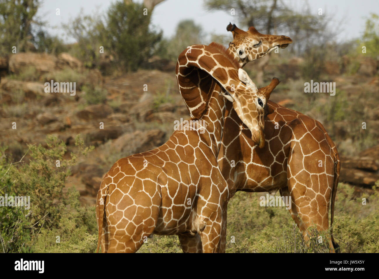 Two reticulated giraffes necking, Samburu Game Reserve, Kenya Stock Photo - Alamy