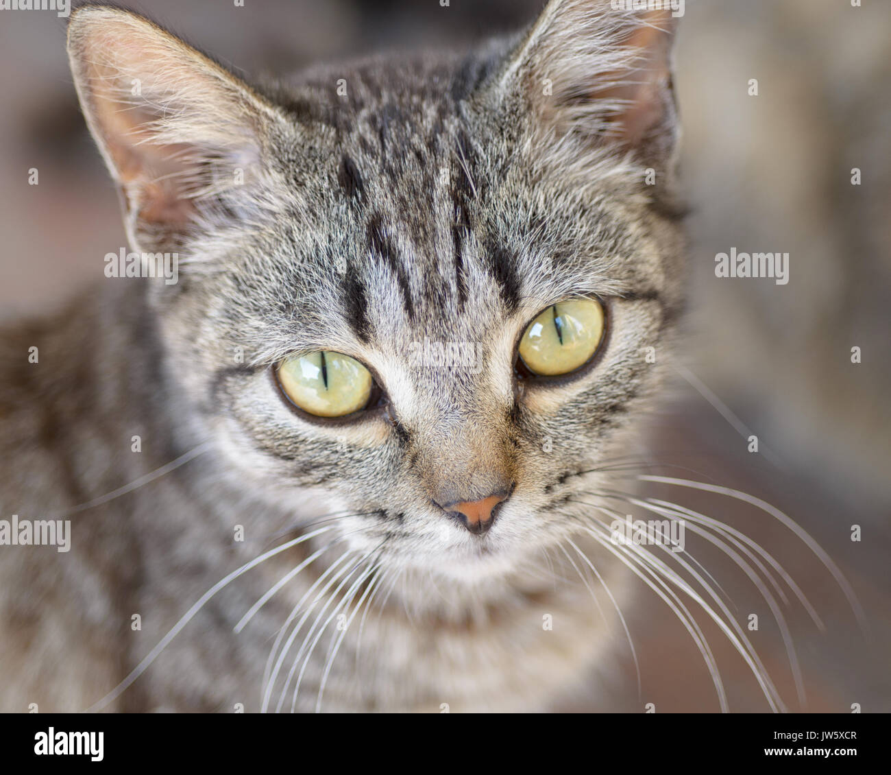 Small outdoor cat hi-res stock photography and images - Alamy