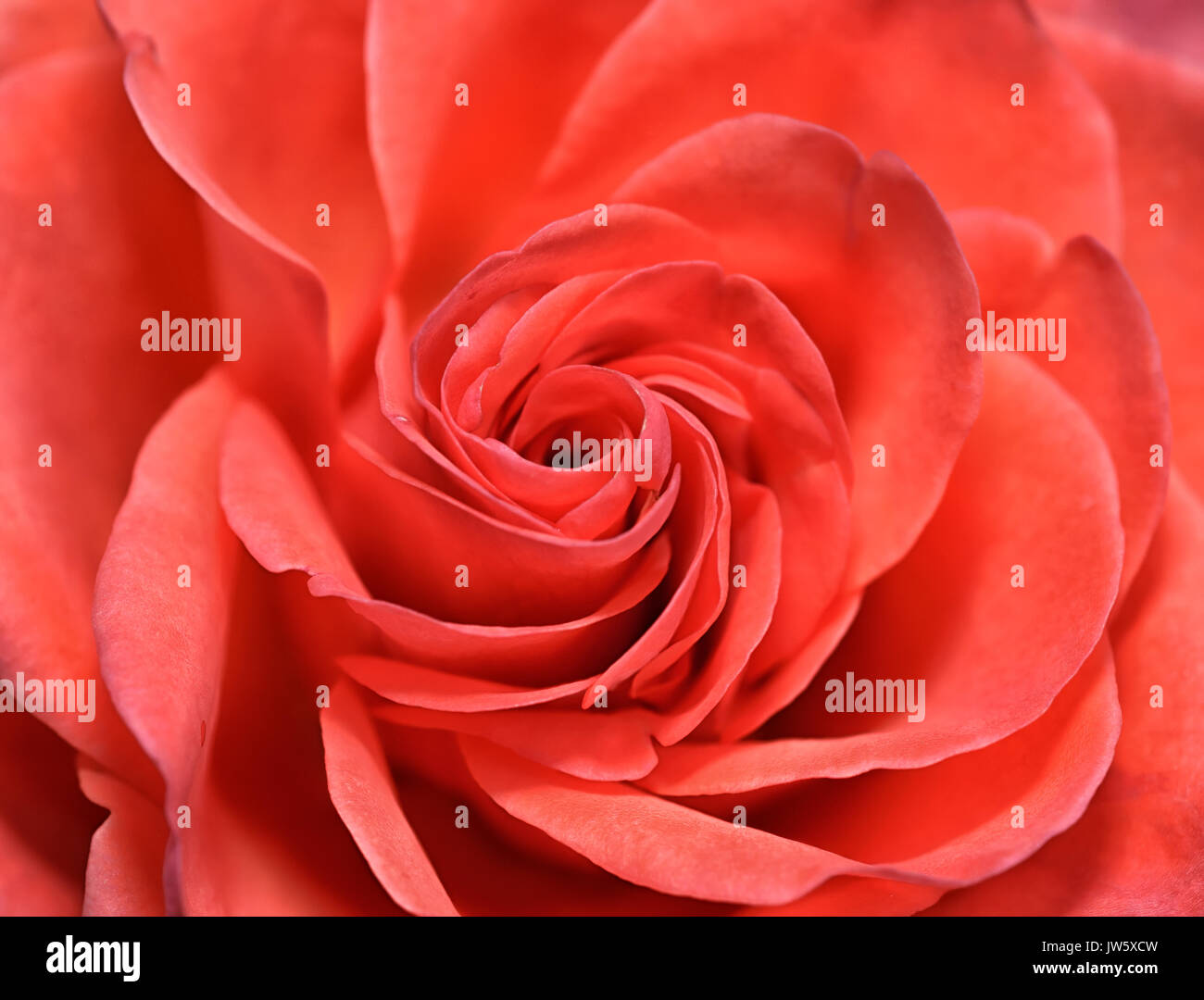 Macro shot of rose flower hi-res stock photography and images - Alamy