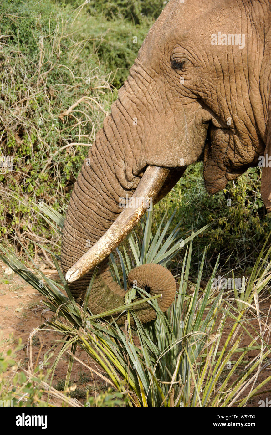 African elephant using trunk to pull out palm sprouts, Samburu Game ...