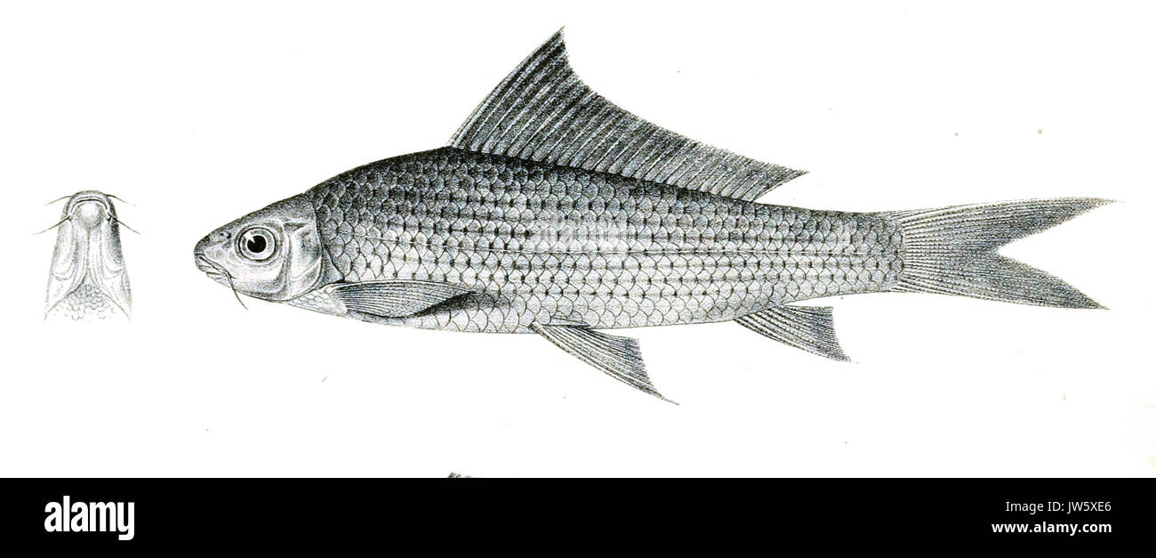 Dangila burmanica Achilles 131 Stock Photo - Alamy