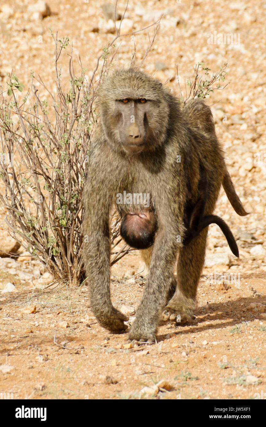 Baby monkey walking hi-res stock photography and images - Alamy