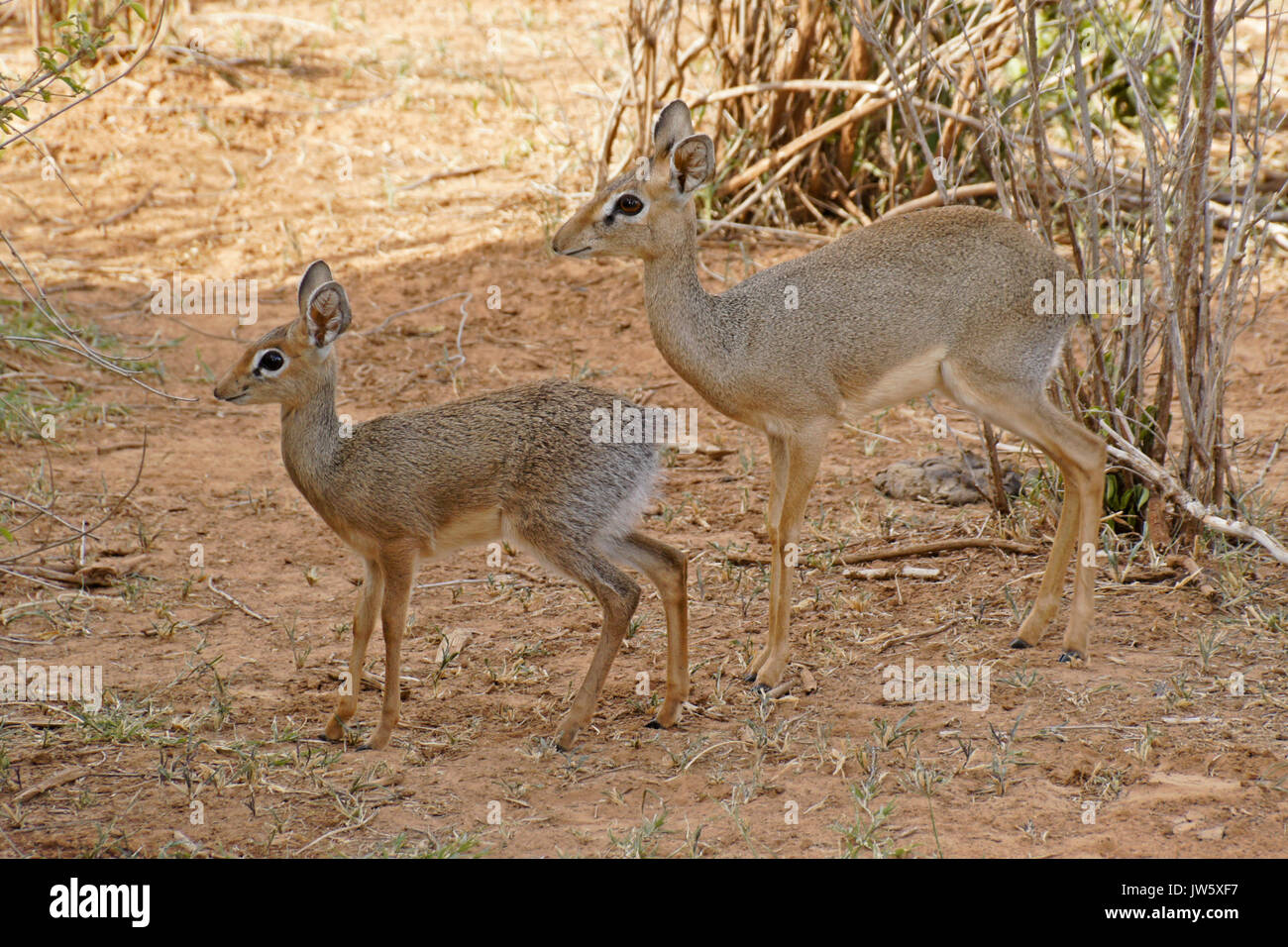 Dik dik baby hi-res stock photography and images - Alamy