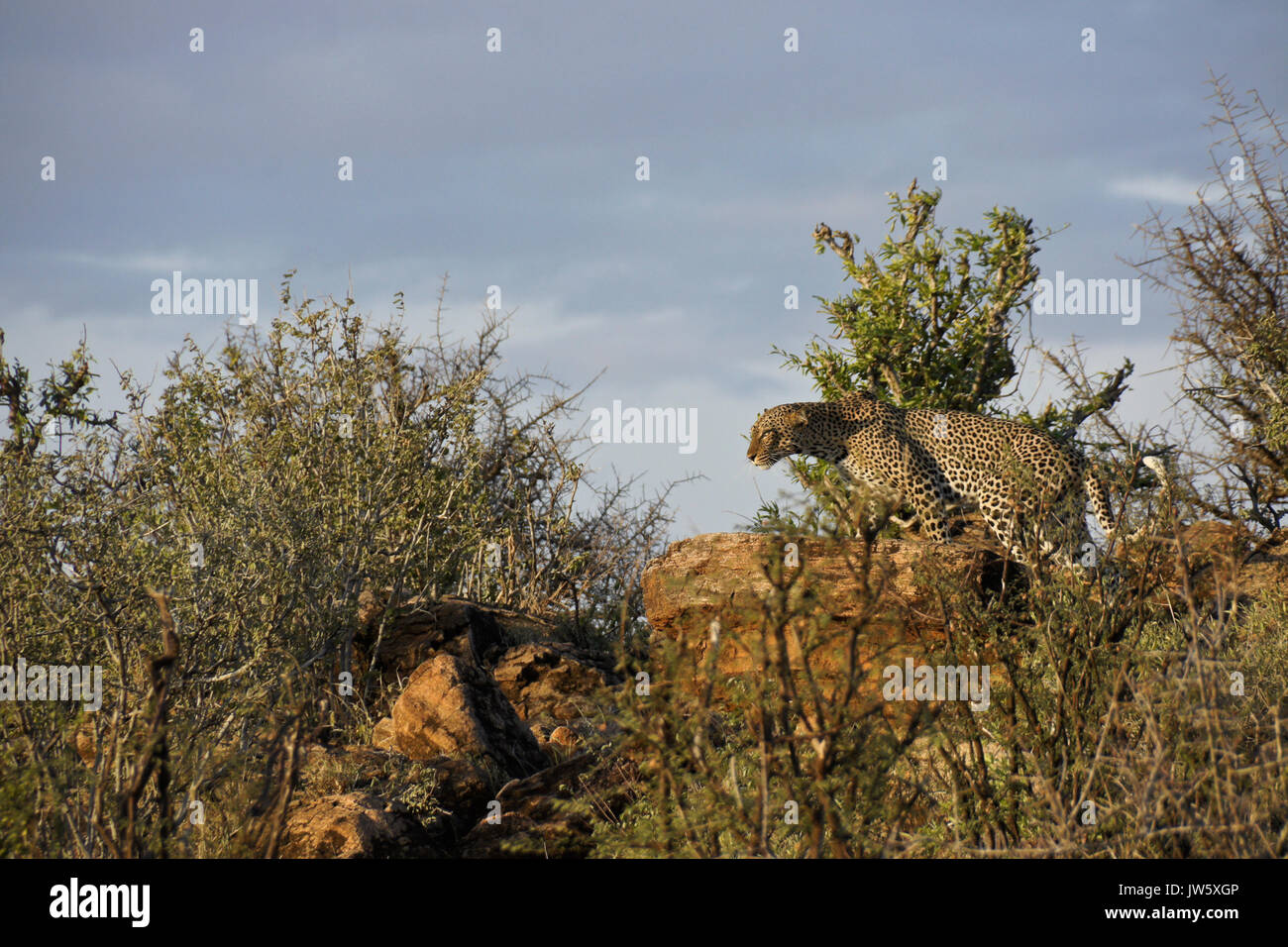 African leopard on rocky outcrop, Samburu Game Reserve, Kenya Stock ...