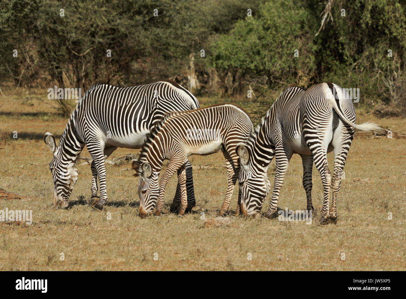 Grevys zebra equus grevyi female hi-res stock photography and images ...