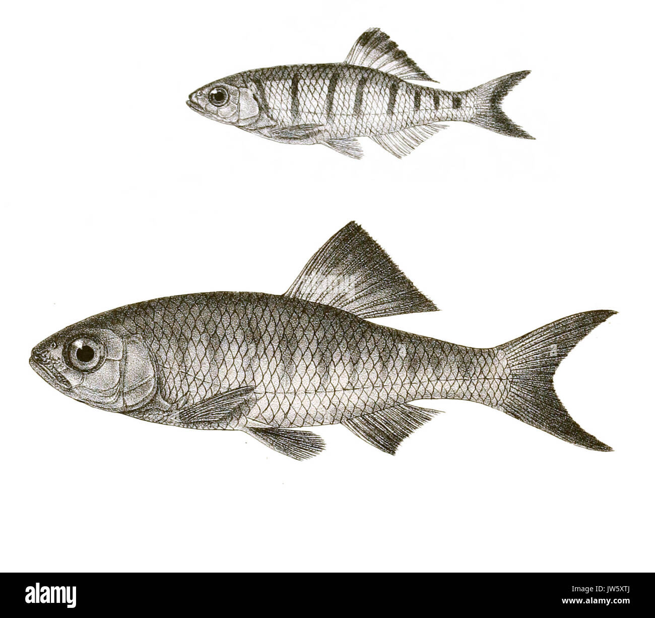 Barilius hi-res stock photography and images - Alamy