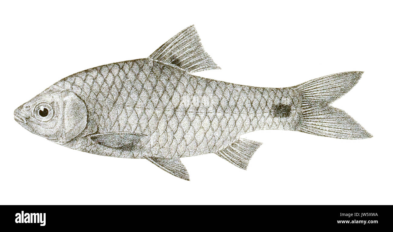 Stigma Cut Out Stock Images & Pictures - Alamy