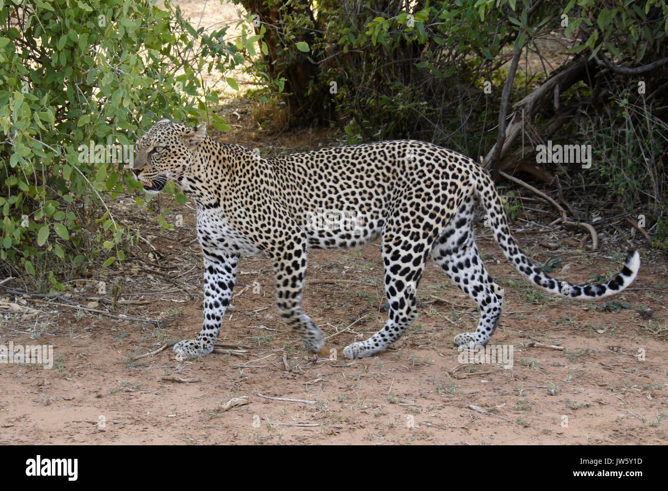 Female leopard walking through bushes, Samburu Game Reserve, Kenya ...