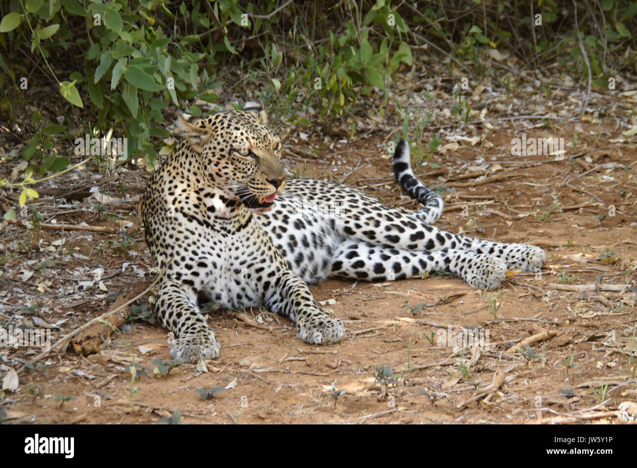 Leopard lying down hi-res stock photography and images - Alamy