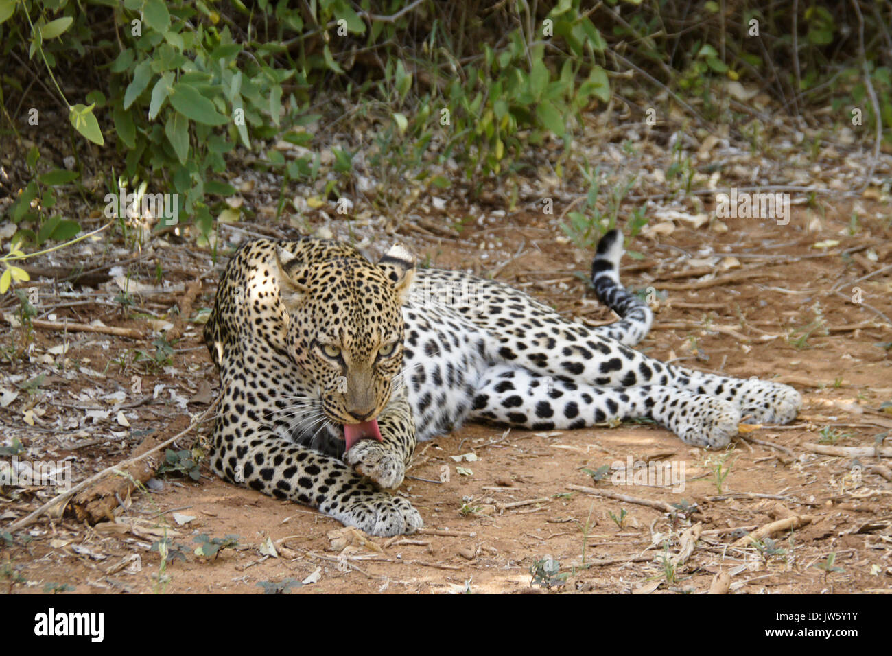 Female leopard licking her paw (grooming), Samburu Game Reserve, Kenya ...