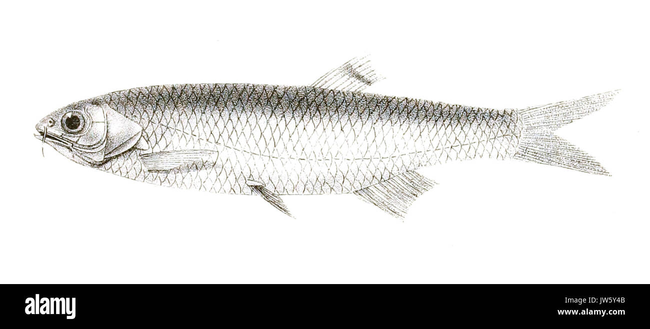 Barilius hi-res stock photography and images - Alamy