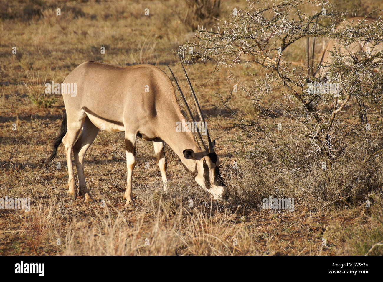 East African oryx (common beisa oryx) grazing, Samburu Game Reserve ...