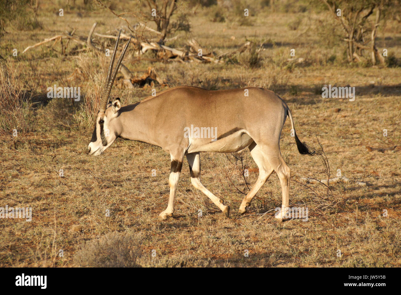Oryx beisa wildlife reserve hi-res stock photography and images - Alamy