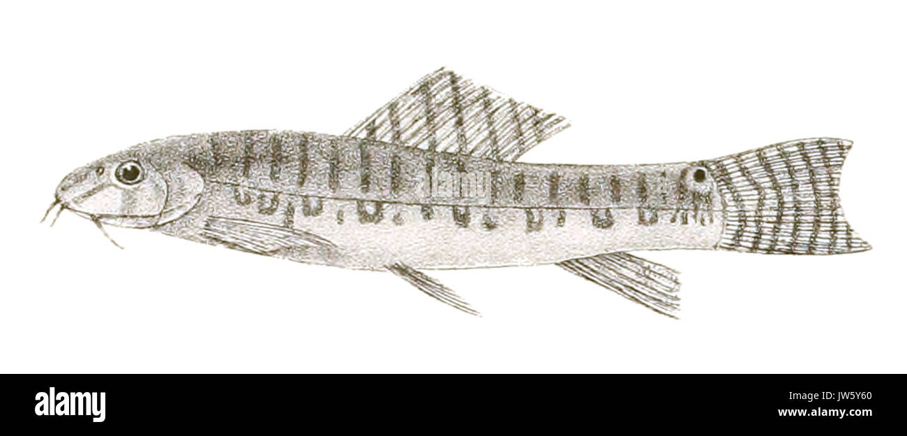 153 fish Cut Out Stock Images & Pictures - Alamy