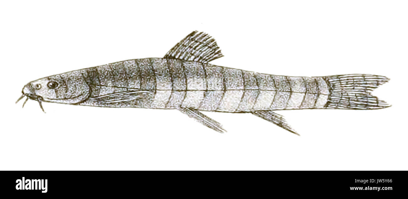 Nemacheilus hi-res stock photography and images - Alamy