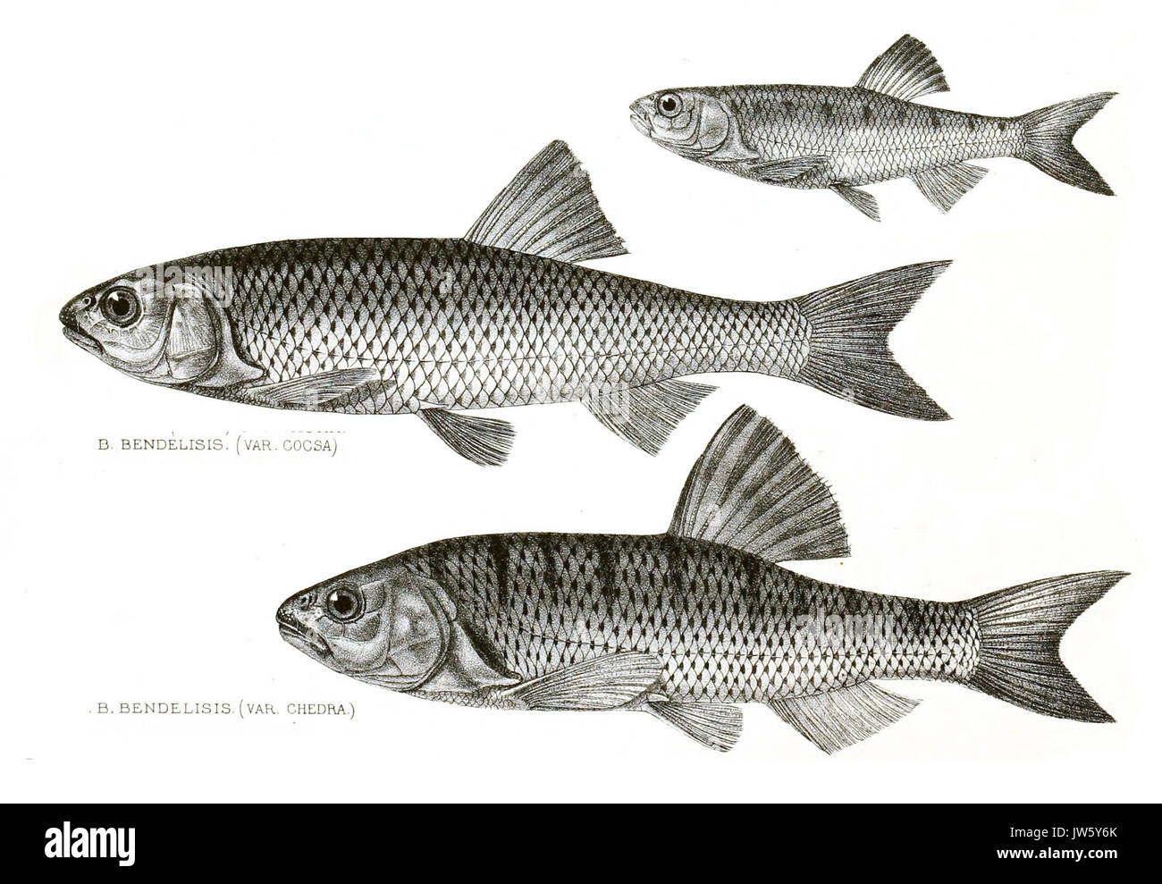 Barilius hi-res stock photography and images - Alamy