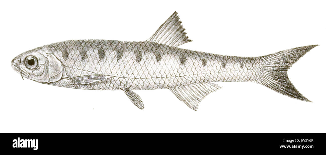 Barilius hi-res stock photography and images - Alamy