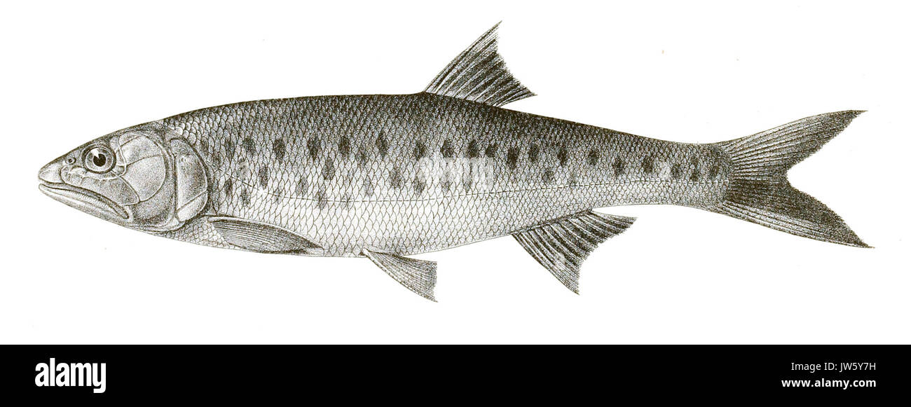 Barilius bola Achilles 149 Stock Photo - Alamy