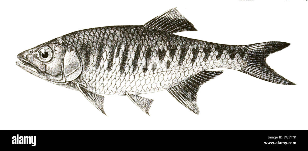 Barilius hi-res stock photography and images - Alamy