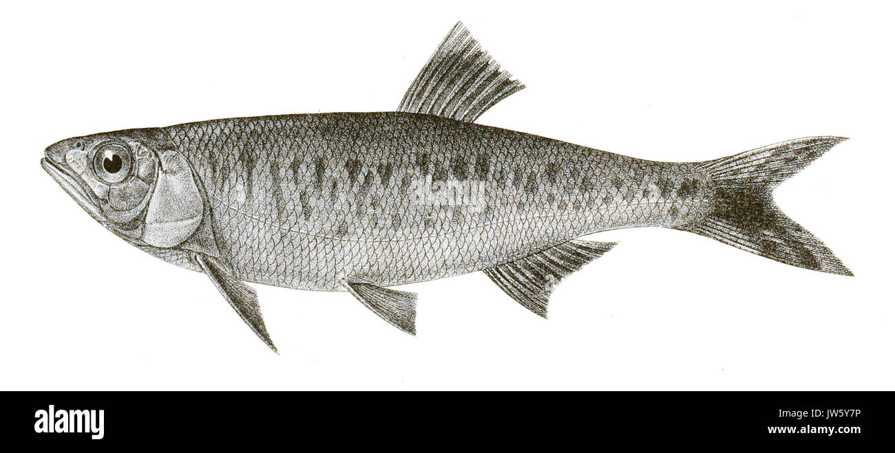 Barilius hi-res stock photography and images - Alamy