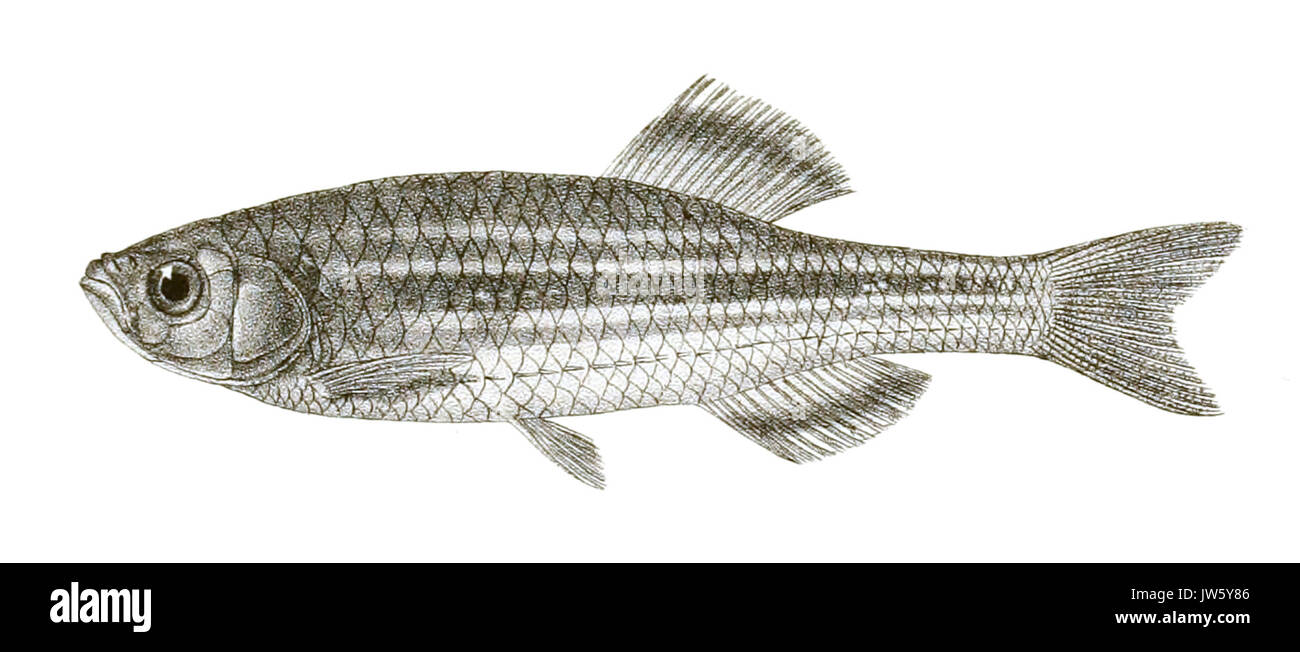 Minnow river Cut Out Stock Images & Pictures - Alamy