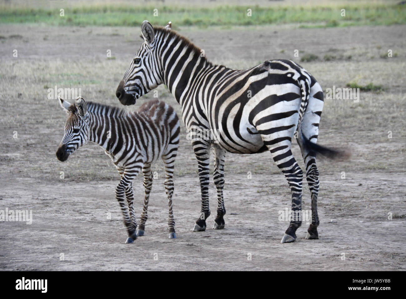 Common zebra (with old wound on haunch) with foal, Masai Mara Game ...