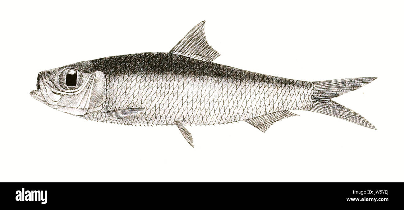 Fish species clupea hi-res stock photography and images - Alamy