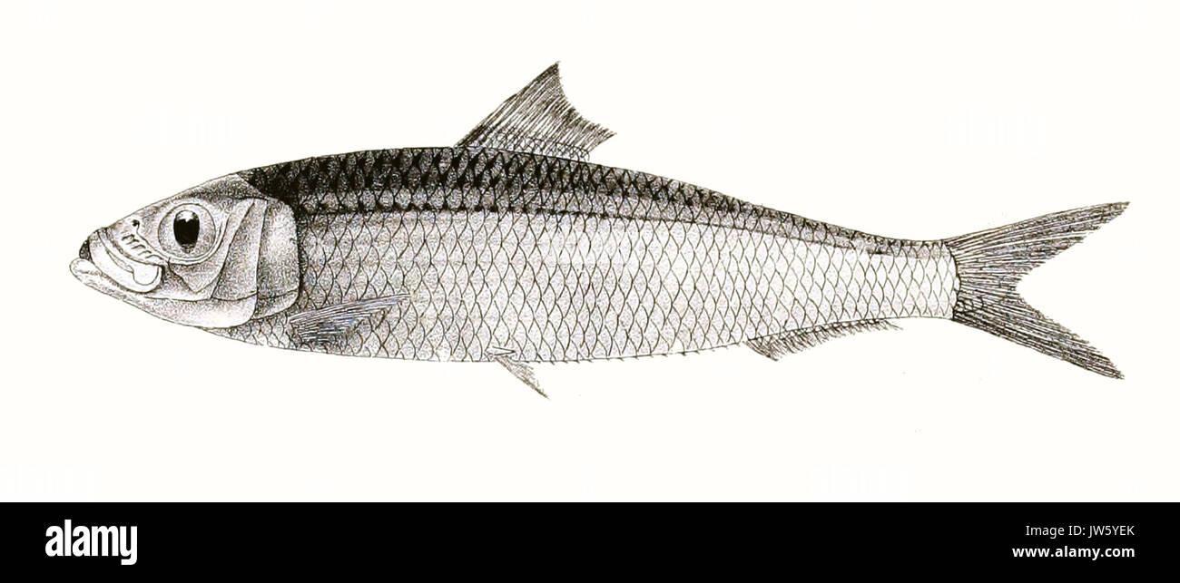 This entry references a specific observation of Clupea sindensis, a ...