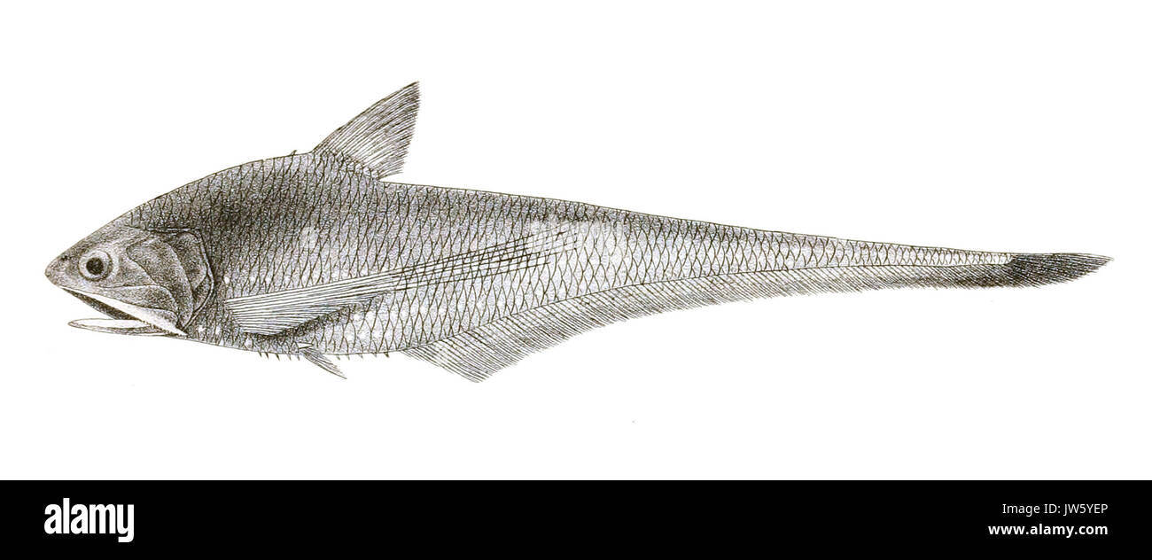 Coilia hi-res stock photography and images - Alamy