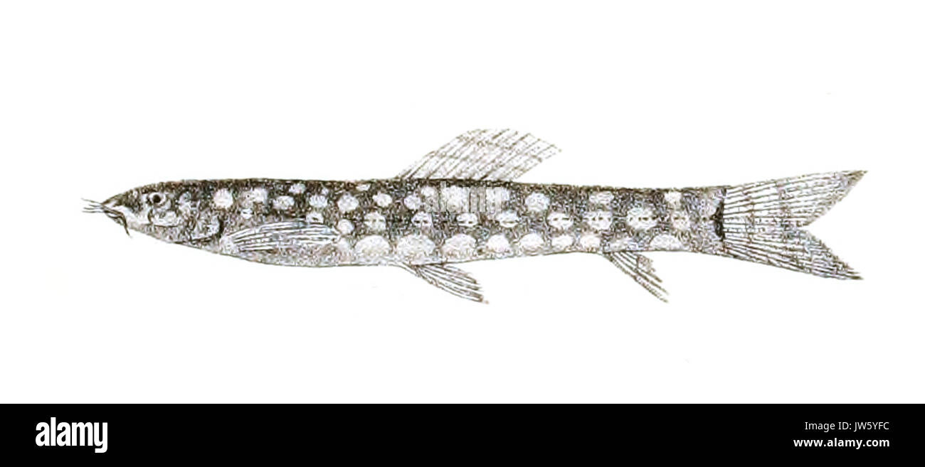 Aquatic identification Cut Out Stock Images & Pictures - Alamy