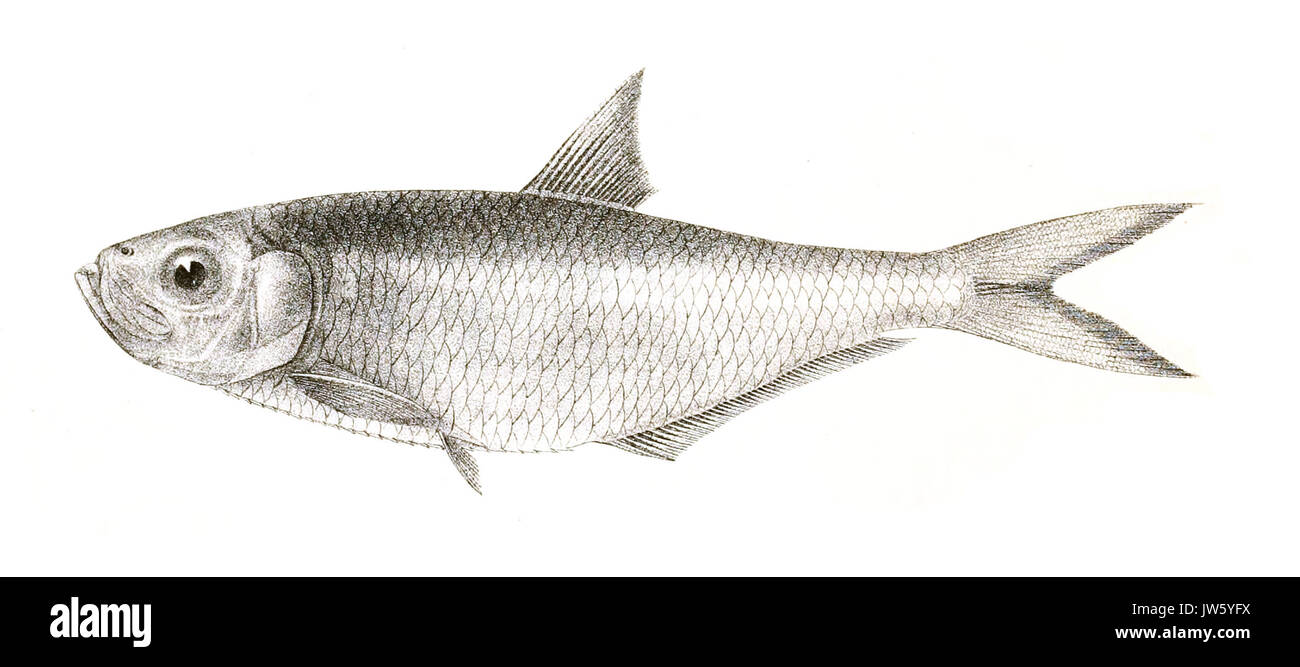 Pellona hi-res stock photography and images - Alamy