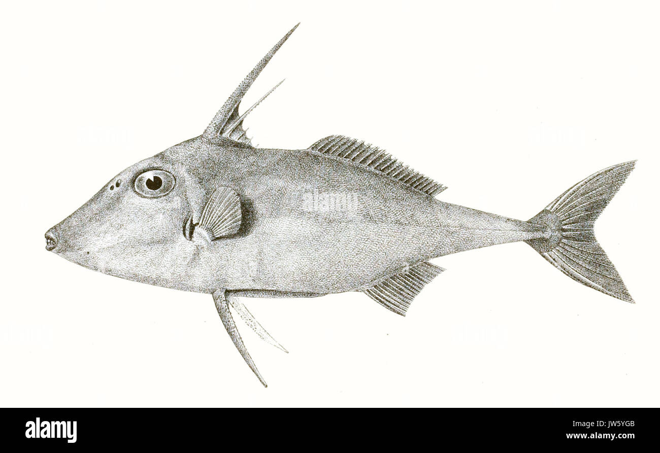 Triacanthus strigilifer hi-res stock photography and images - Alamy