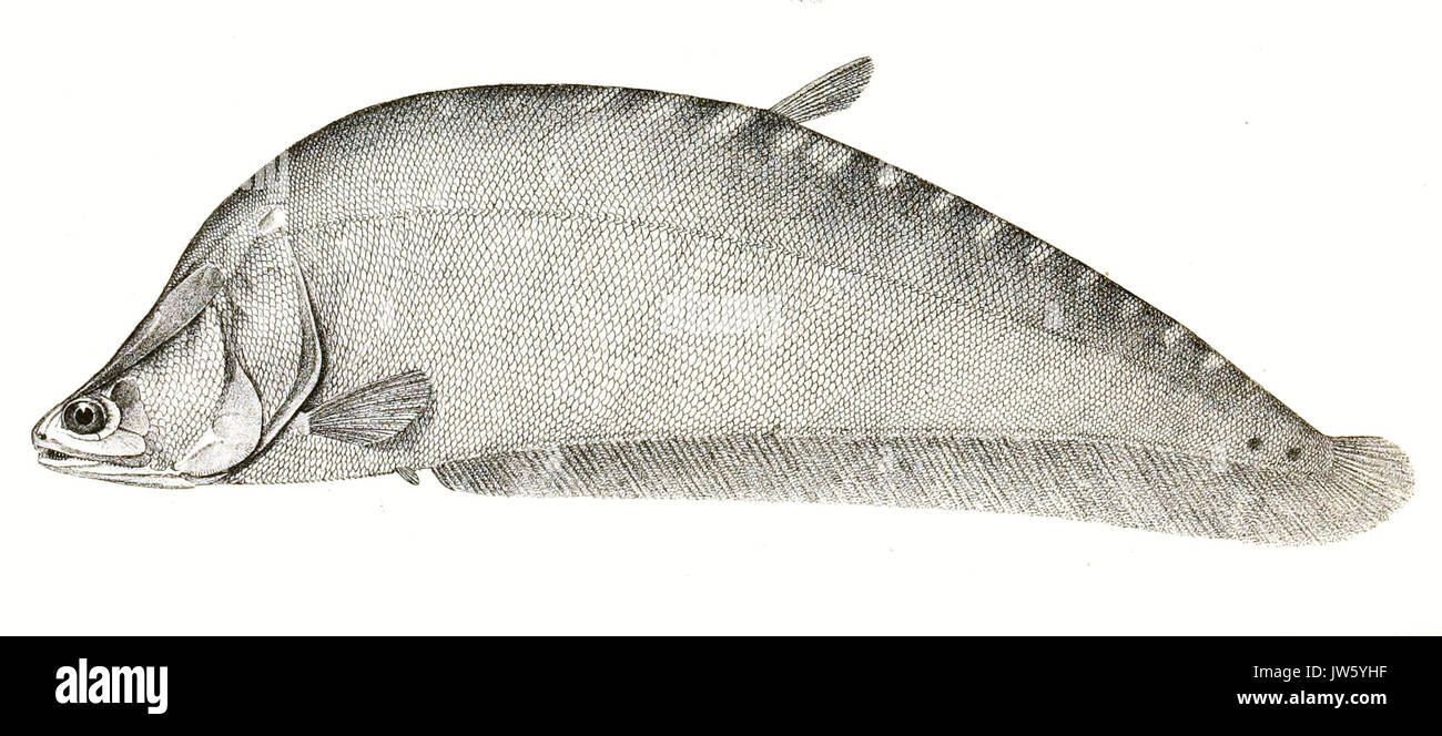 Notopterus chitala Achilles 159 Stock Photo - Alamy