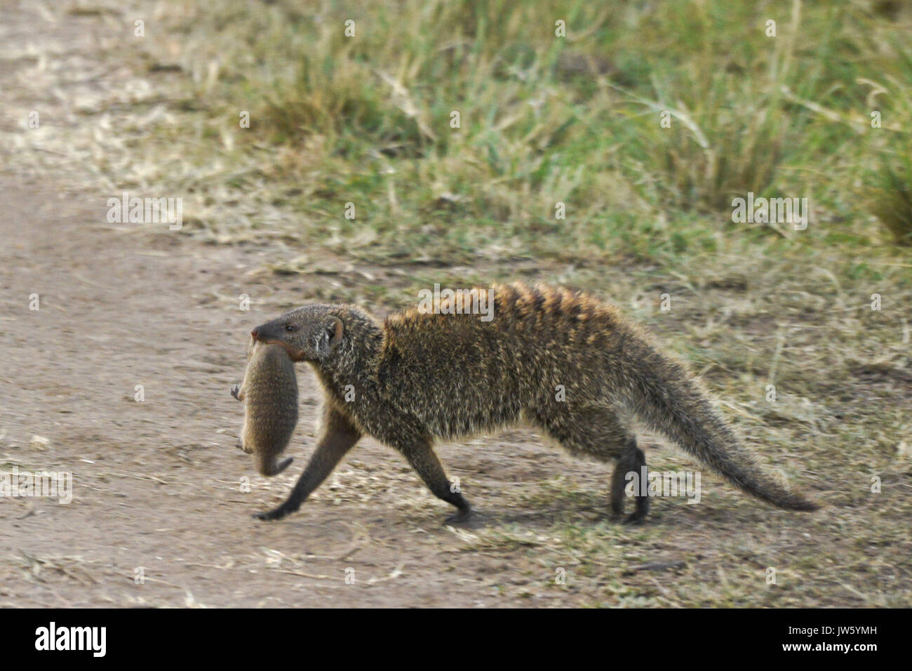 Baby Mongoose Animal