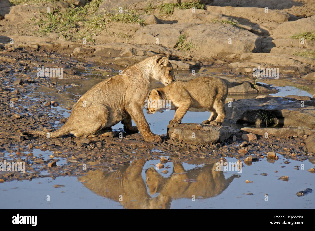 Lion Drinking Water High Resolution Stock Photography and Images - Alamy