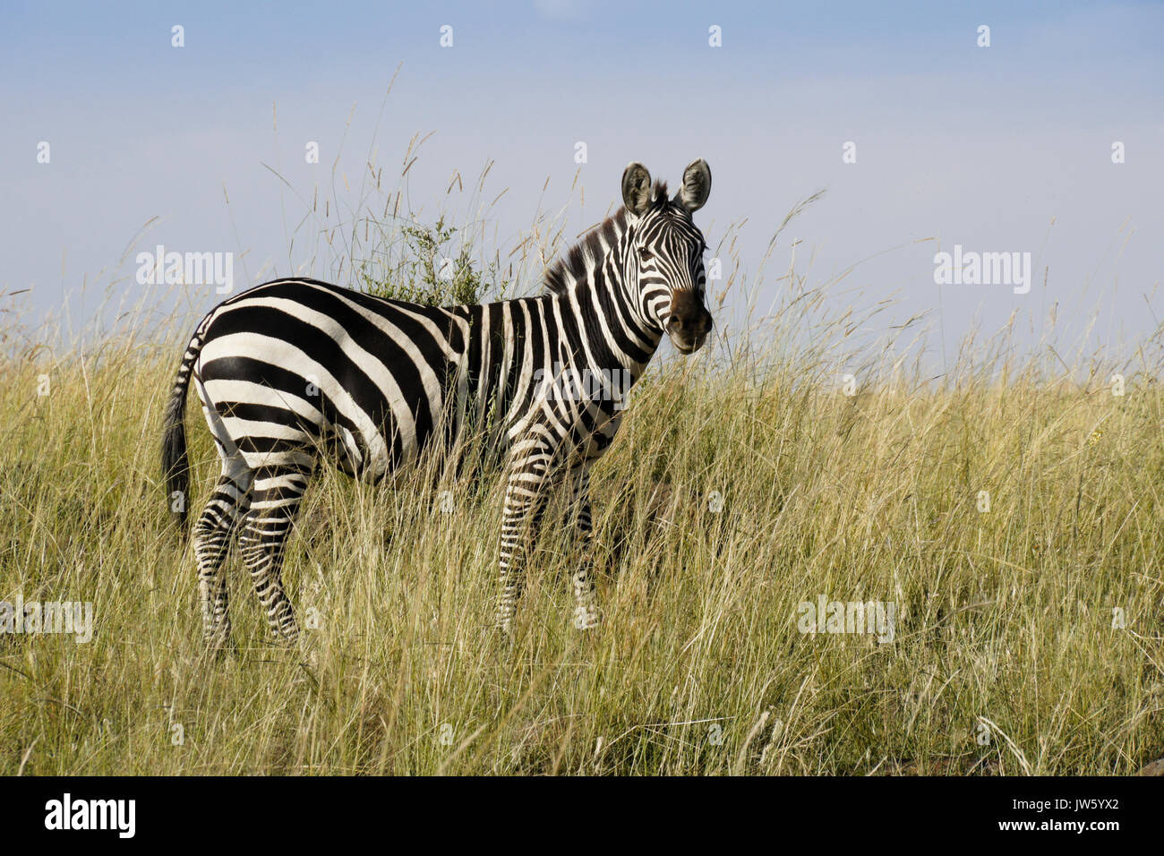 Burchells zebra in long grass hi-res stock photography and images - Alamy