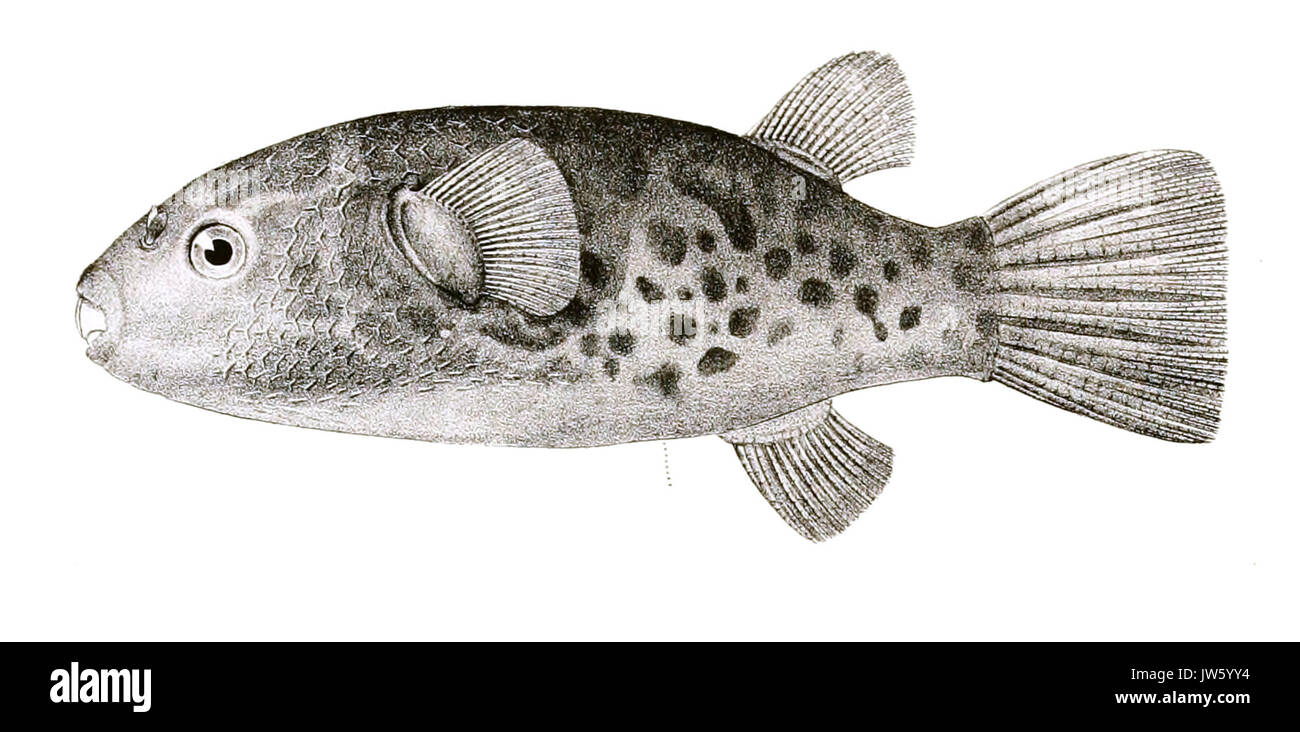 Tetrodon fluviatilis Achilles 183 Stock Photo - Alamy