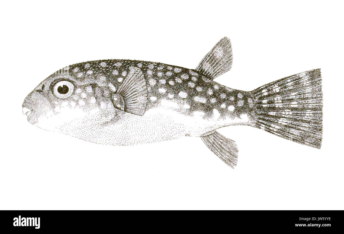 Leopard pufferfish hi-res stock photography and images - Alamy