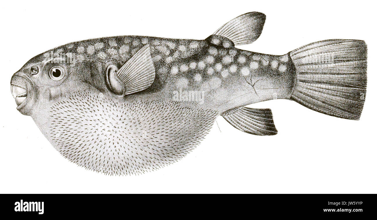 Tetrodon patoca hi-res stock photography and images - Alamy