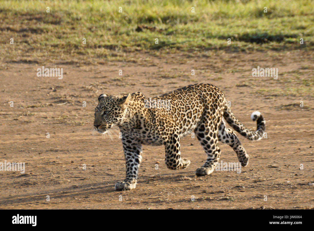 Leopard walking young cub hi-res stock photography and images - Alamy
