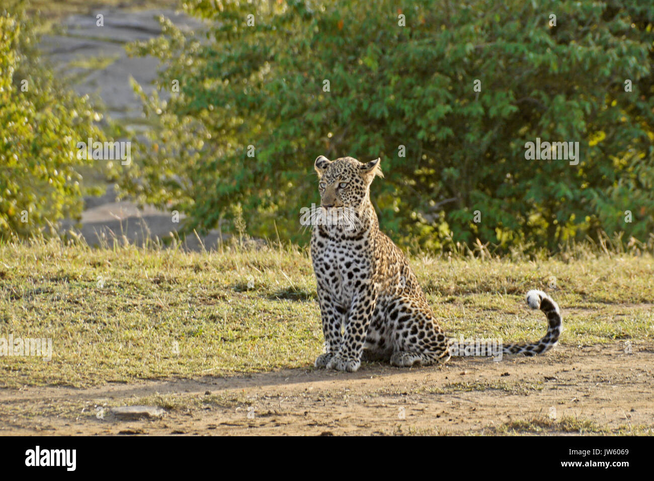 Leopard sitting hi-res stock photography and images - Alamy