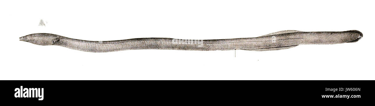 Moringua raitaborua Achilles 170 Stock Photo - Alamy