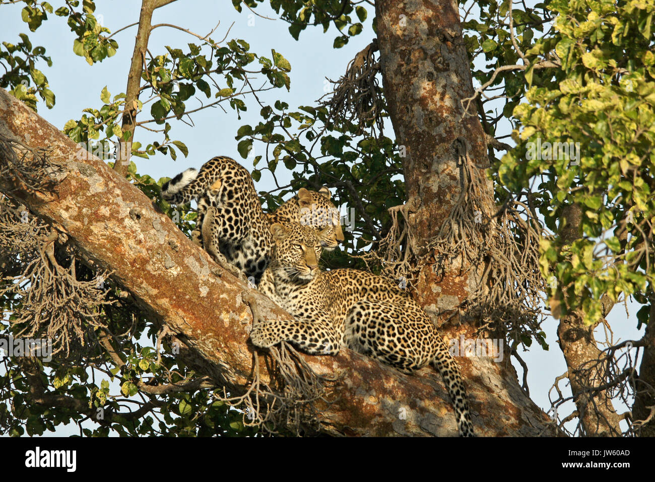 Female leopard and her son in crotch of tree, Masai Mara Game Reserve ...
