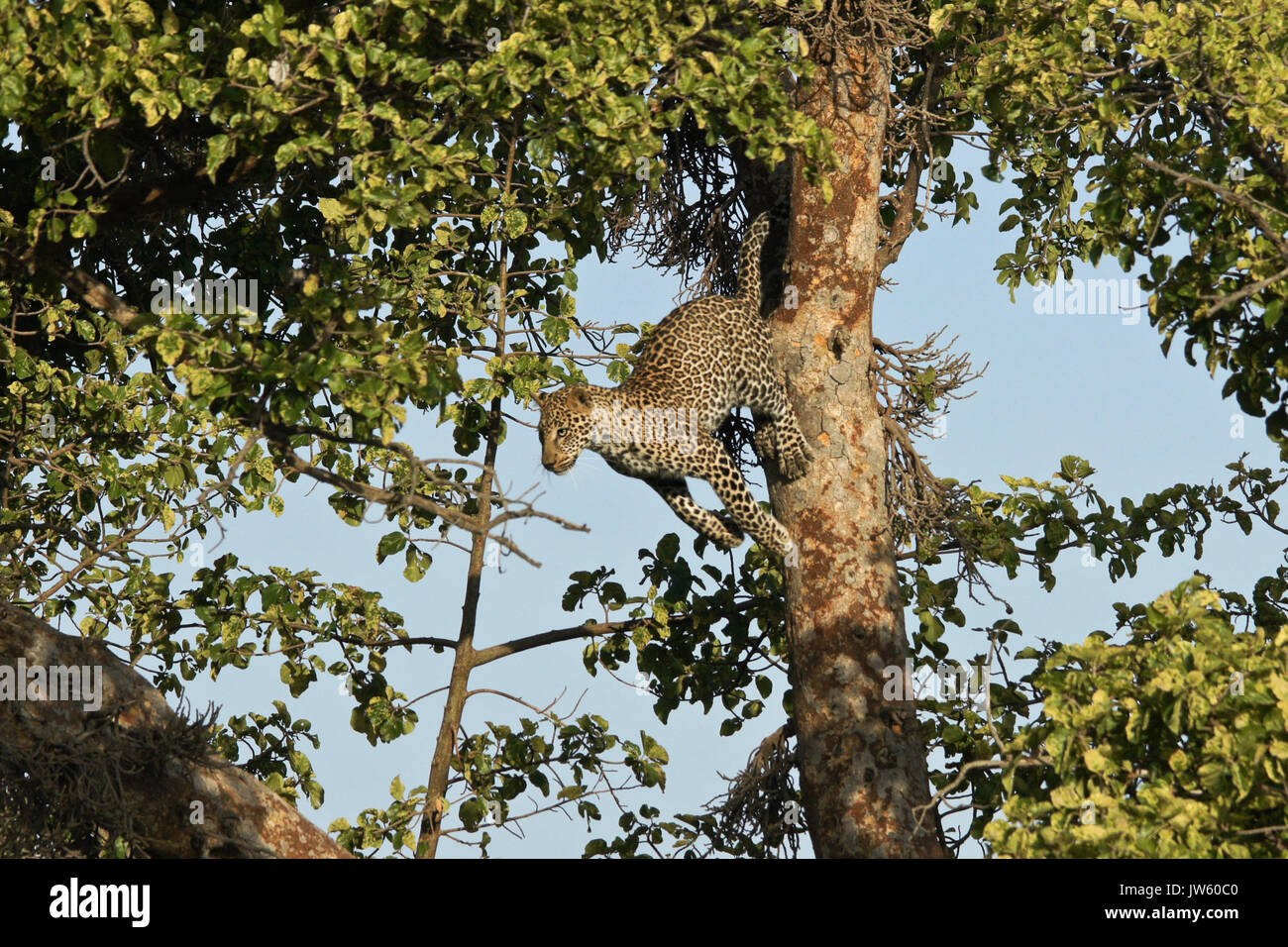 Leopard jumping tree hi-res stock photography and images - Alamy