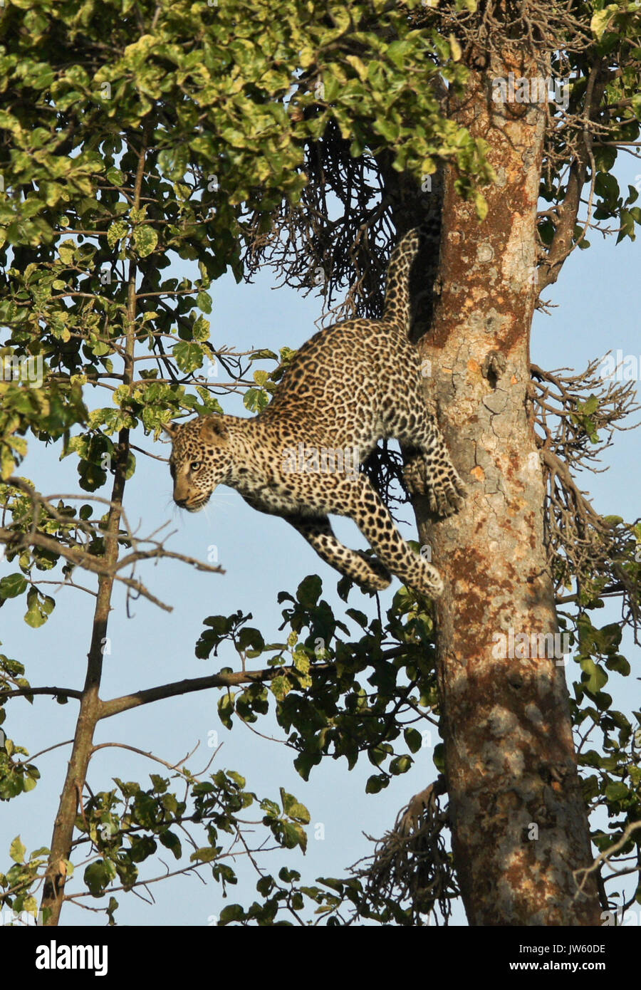 Leopard panthera pardus jumping hi-res stock photography and images - Alamy