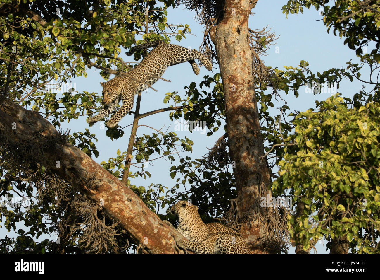 Leopard jumping hi-res stock photography and images - Alamy