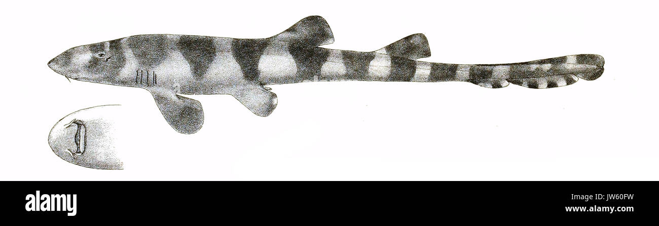 Chiloscyllium hi-res stock photography and images - Alamy