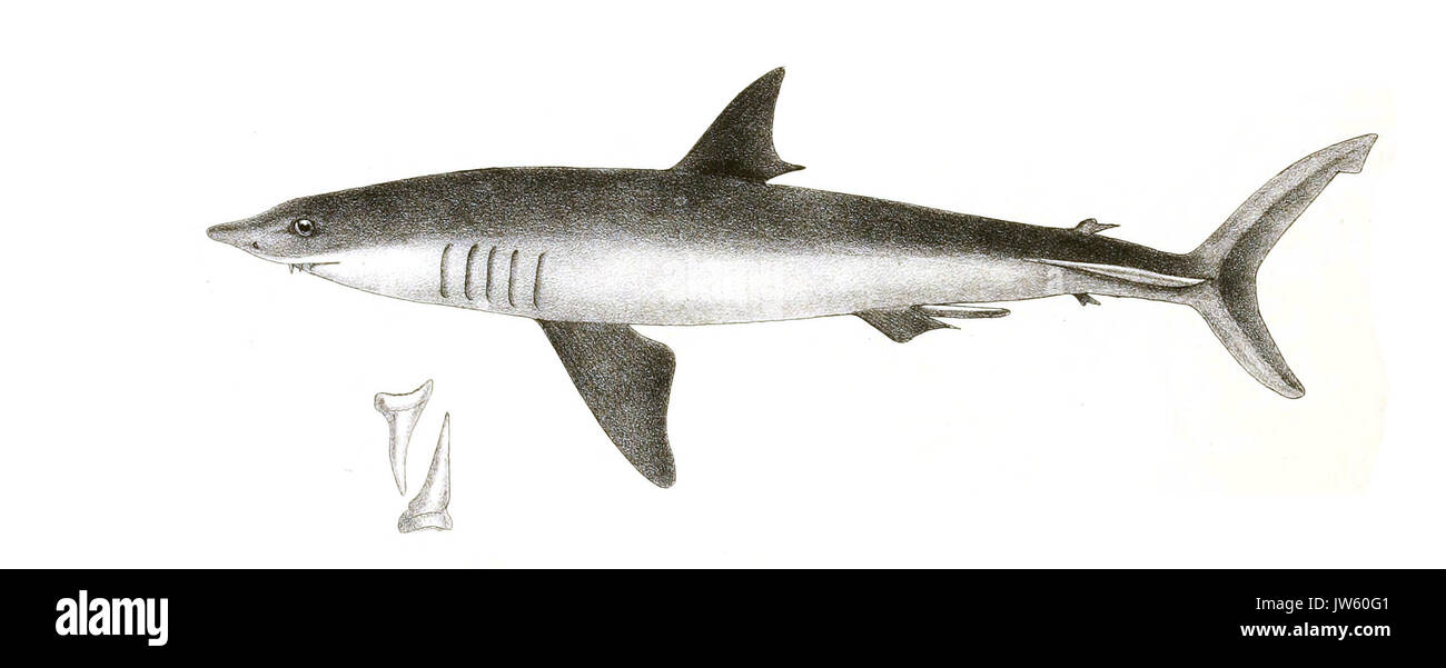 Lamna Cut Out Stock Images & Pictures - Alamy